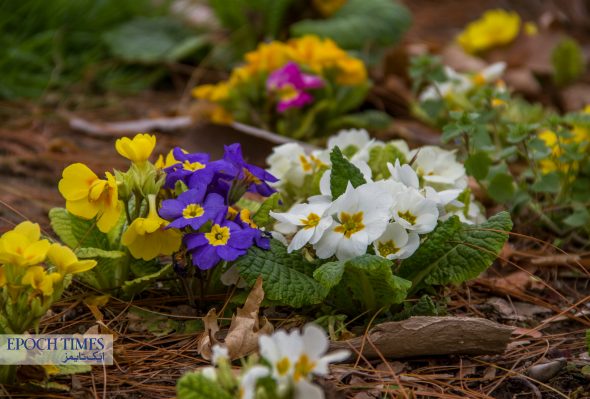 bahar96-baghe ferdos-tehran (1) - اپک تایمز فارسی