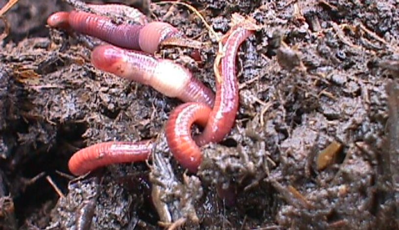 آخرین پیشرفتها در ایران برای جایگزینی کودهای شیمیایی - اپک تایمز فارسی